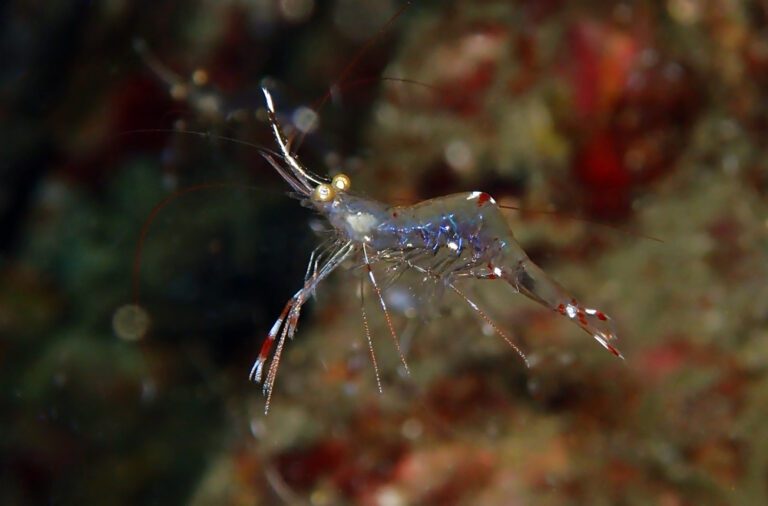 17 Types of Shrimp with Pictures