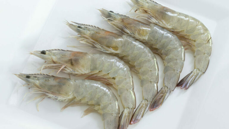 17 Types of Shrimp with Pictures