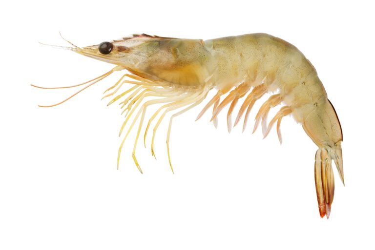 17 Types of Shrimp with Pictures