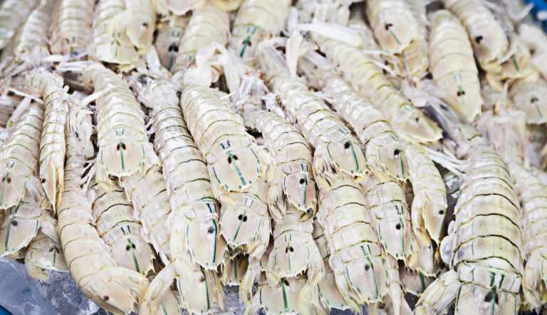 17 Types of Shrimp with Pictures