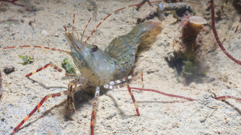 17 Types of Shrimp with Pictures