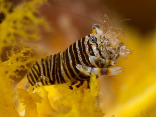 17 Types of Shrimp with Pictures