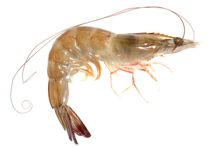 17 Types of Shrimp with Pictures