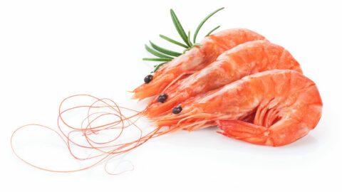 17 Types of Shrimp with Pictures